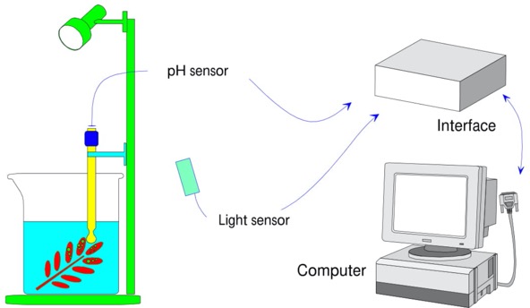 photosynthesis - measure oxygen or pH - Roger Frost: science, sensors ...