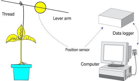 measuring plant growth - long experiment - Roger Frost: science ...